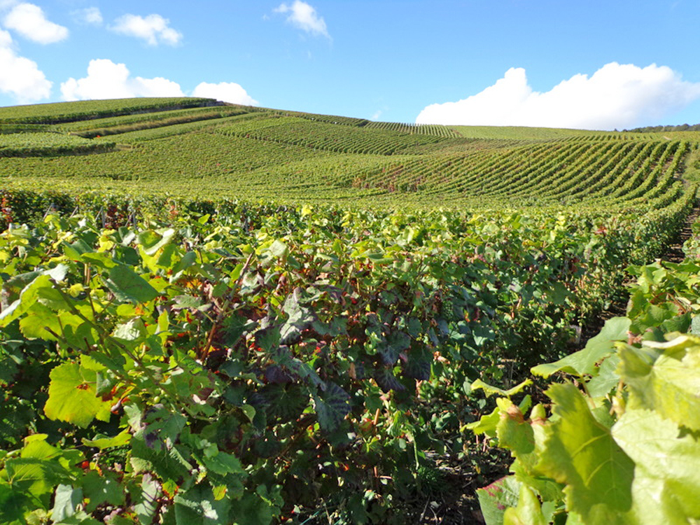 Champagne Country – closer than you think - Travel, Events & Culture ...