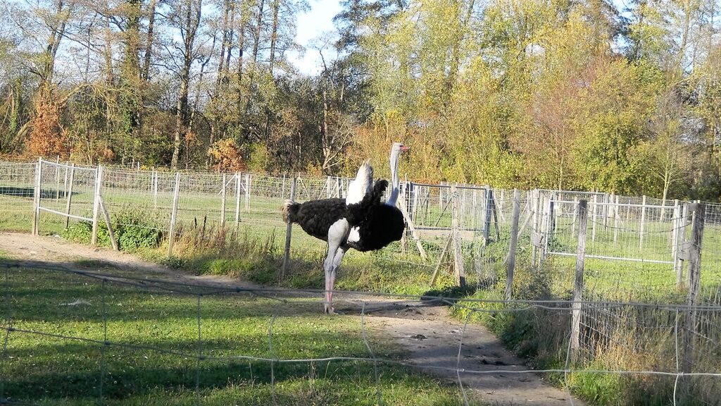 An Ostrich Farm in Germany - Travel, Events & Culture Tips for ...